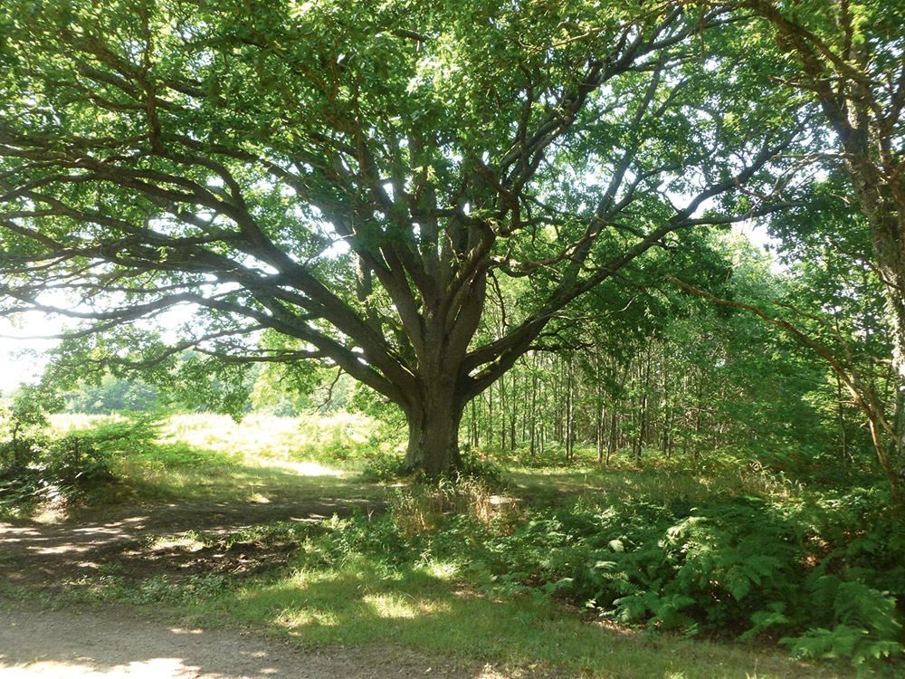chene - Randos & Balades aux Portes de la Creuse
